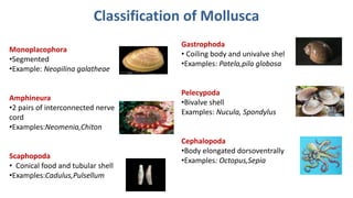 echinodermata and mollusca | PPTX