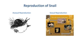 echinodermata and mollusca | PPTX