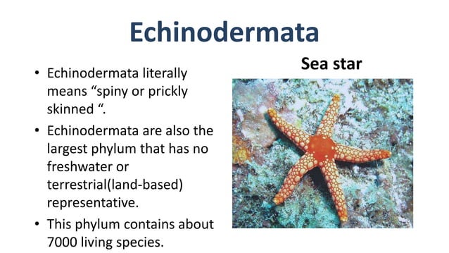 echinodermata and mollusca | PPTX | Geography | Science