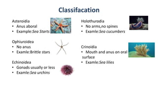 echinodermata and mollusca | PPTX