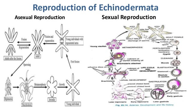 Echinoderms Reproduction