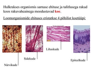 Rakud ja koed | PPT