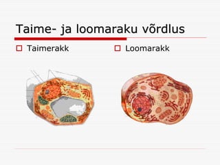 Rakuline ehitus | PDF