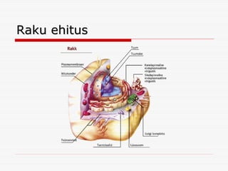 Rakuline ehitus | PDF
