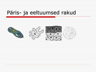 Rakuline ehitus | PDF