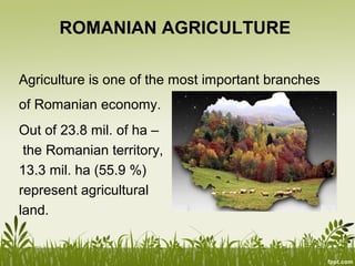 Raluca daminescu (ro) | PPT | Agriculture | Industries