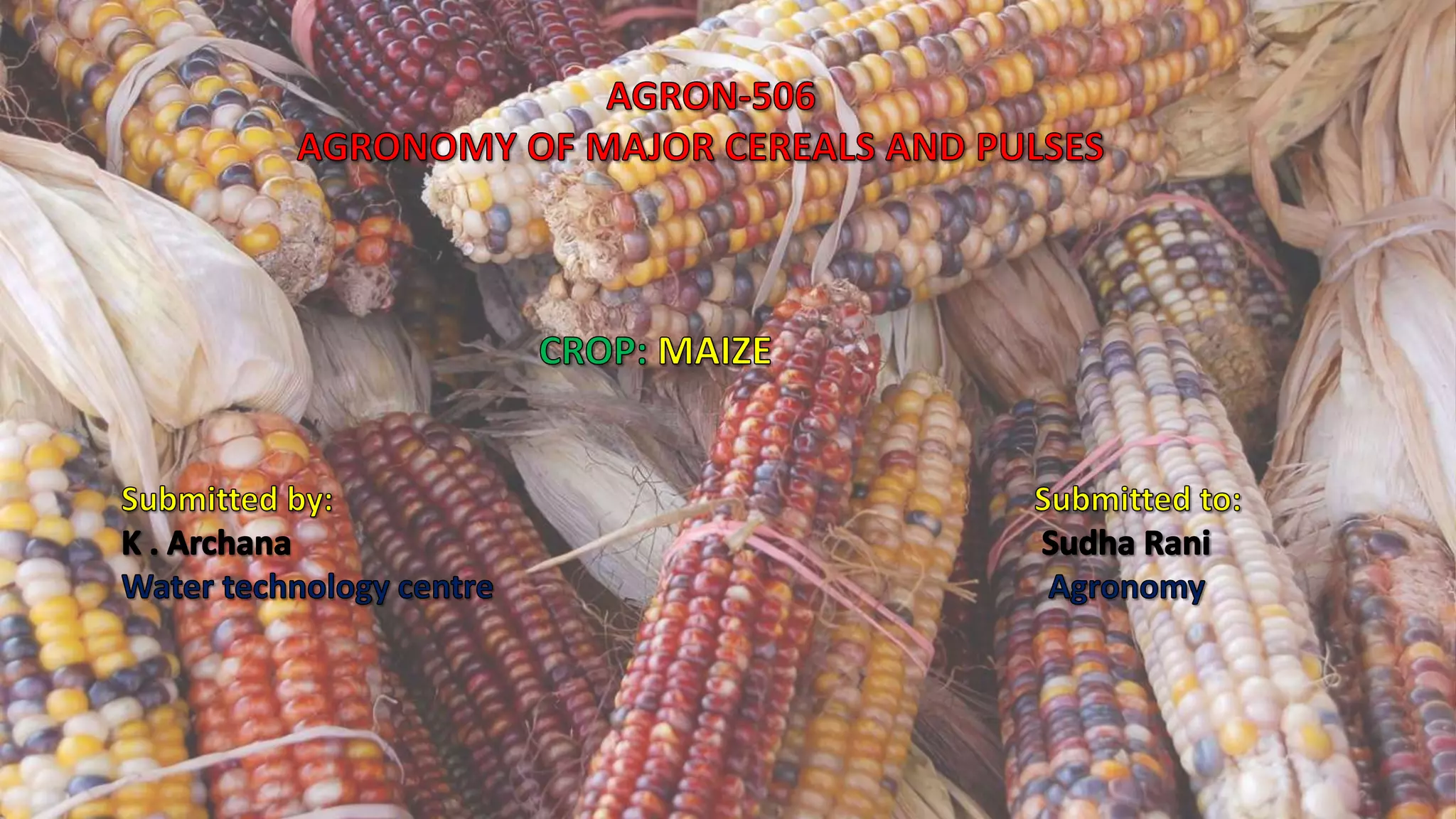 maize crop production | PPT