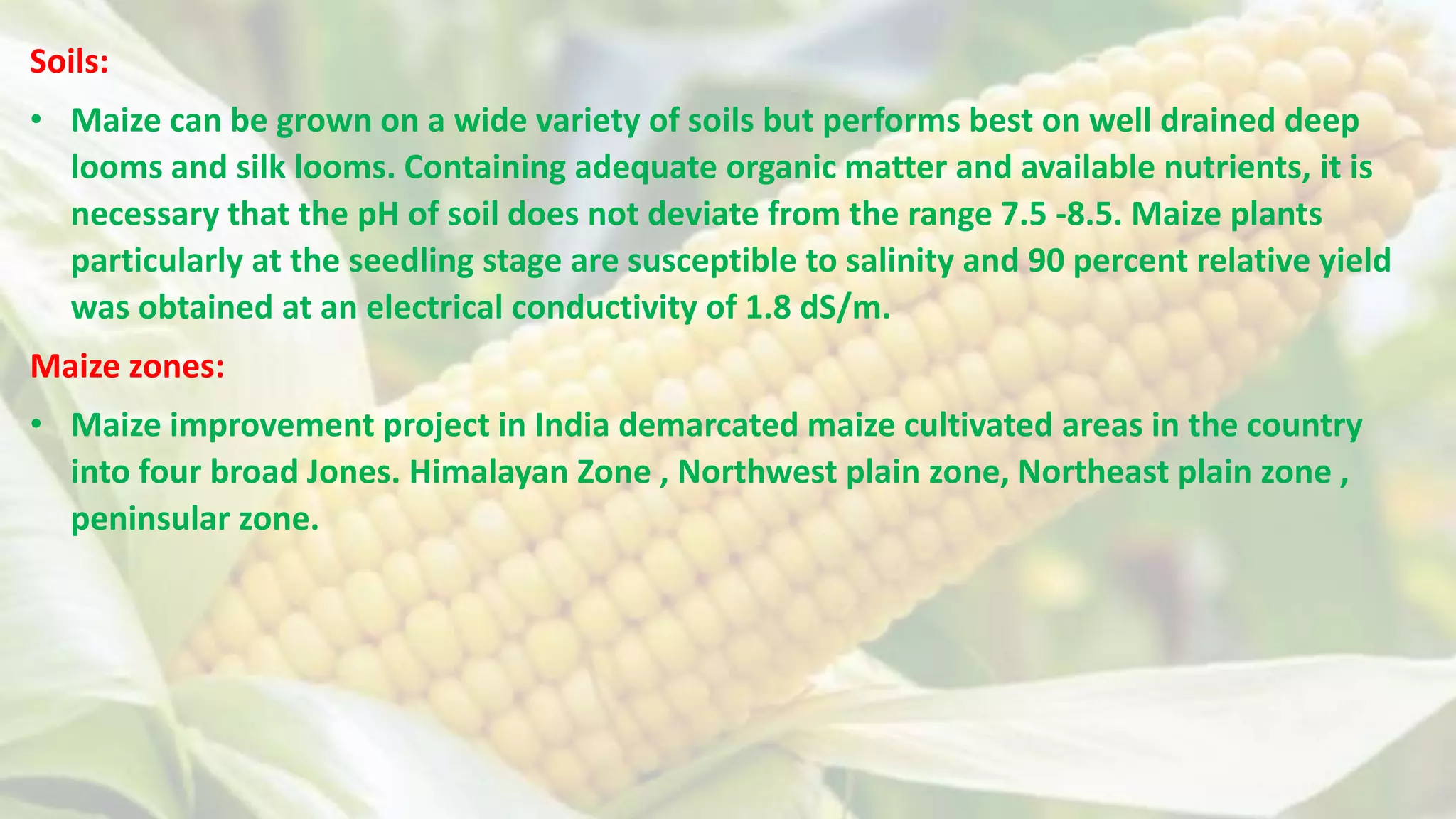 maize crop production | PPTX
