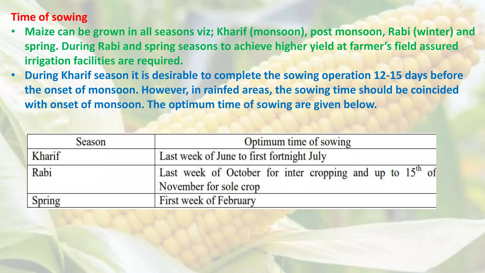 maize crop production | PPTX