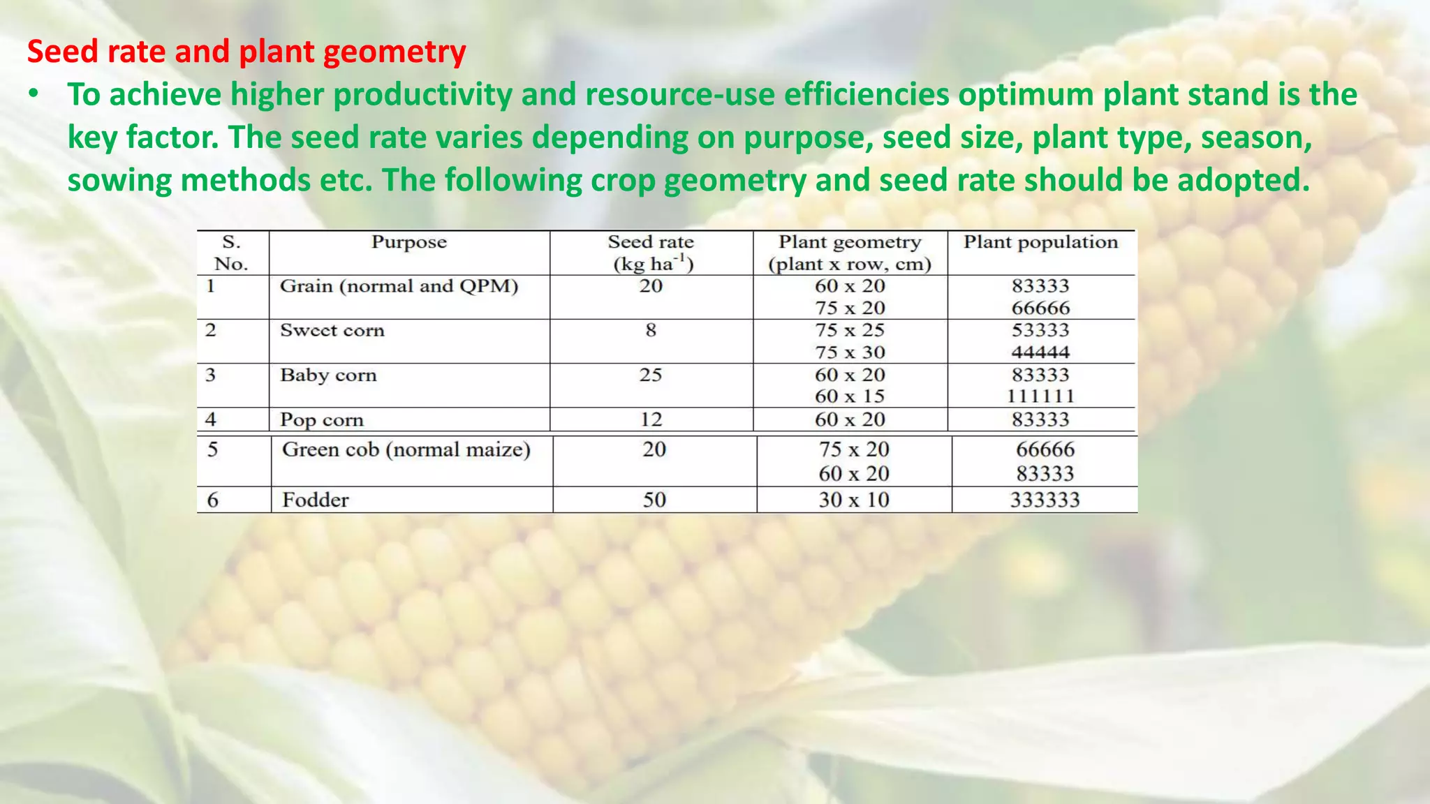 maize crop production | PPTX