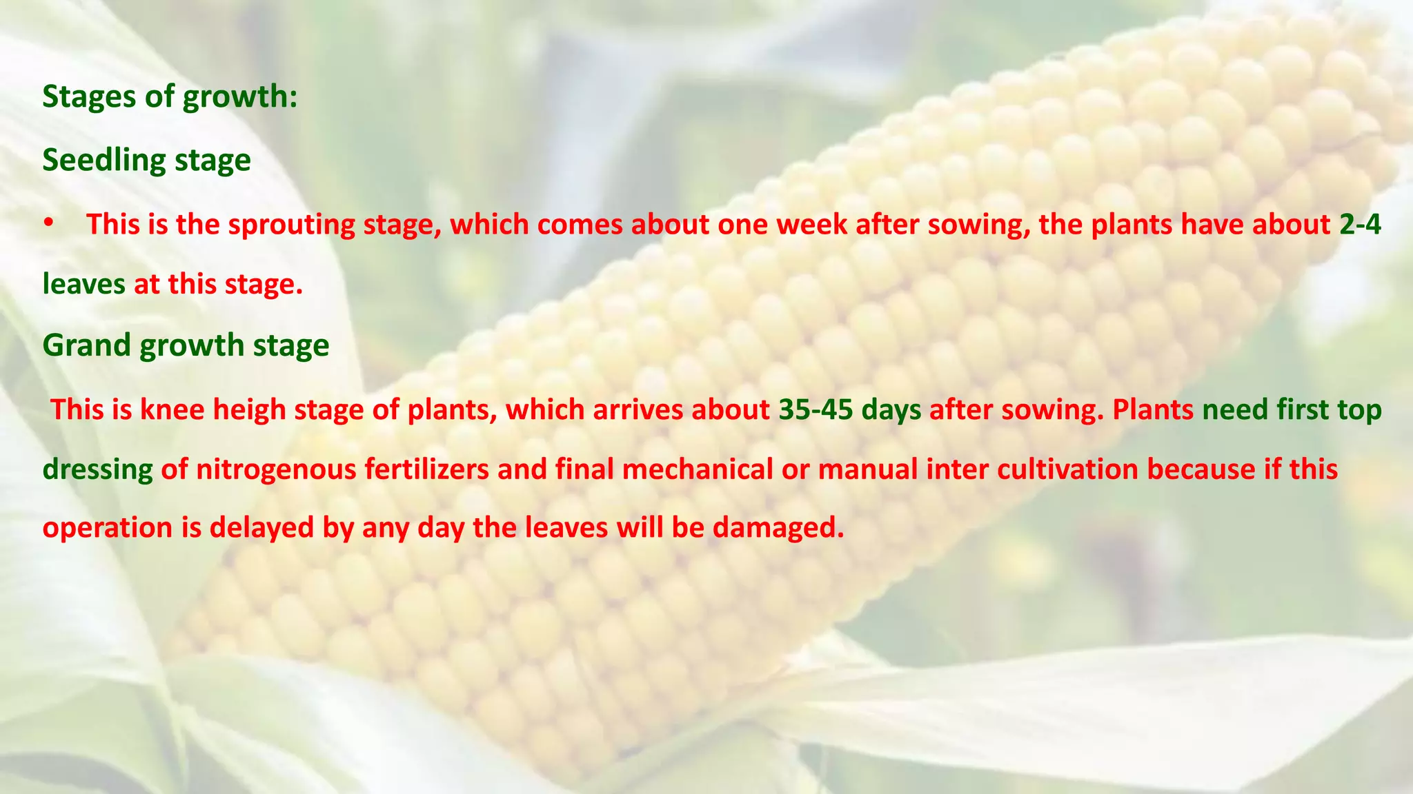 maize crop production | PPTX