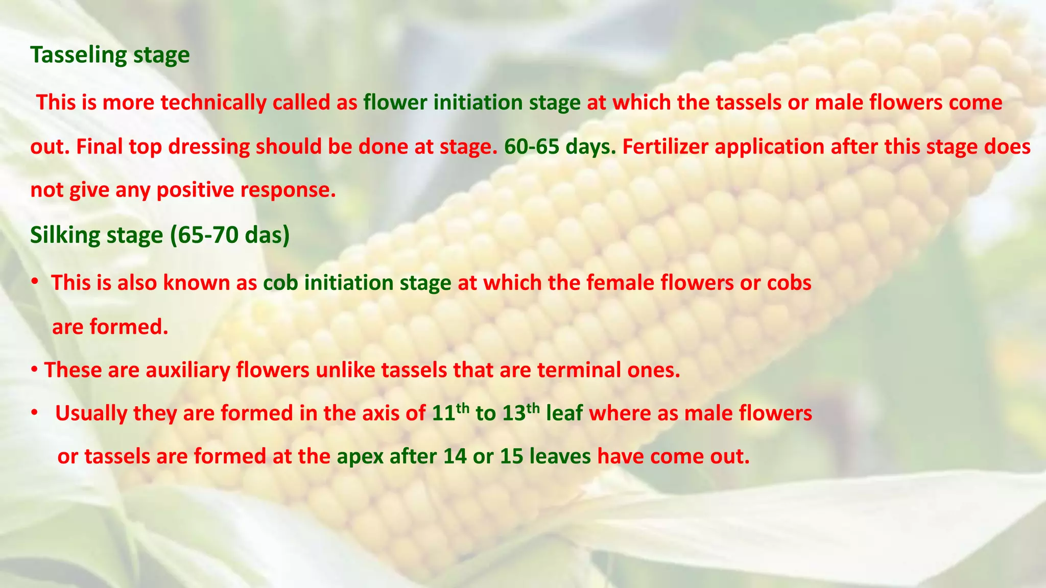 maize crop production | PPTX