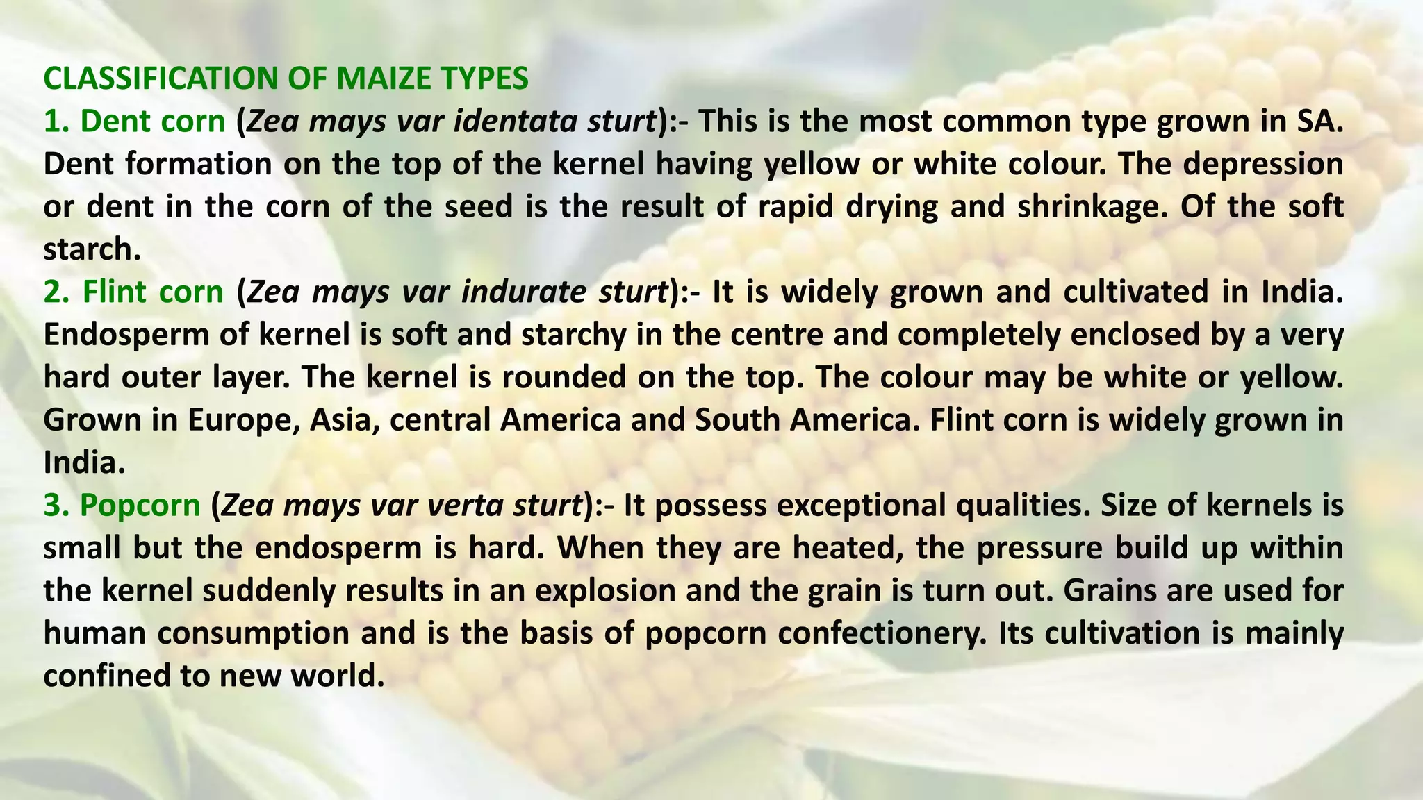 maize crop production | PPTX