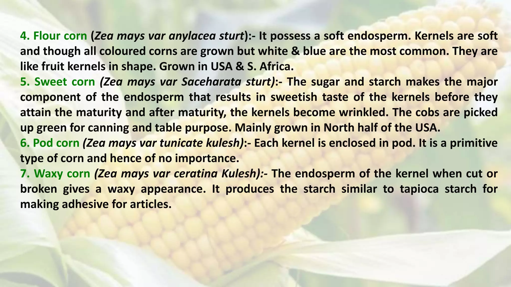 maize crop production | PPTX
