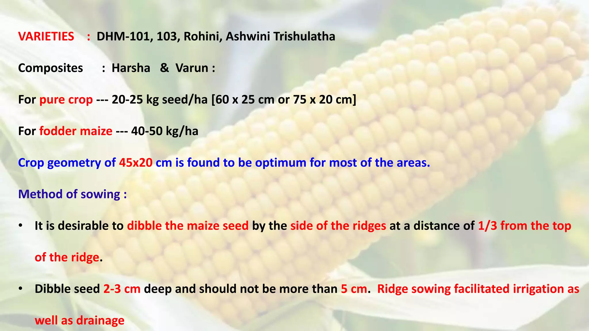 maize crop production | PPTX
