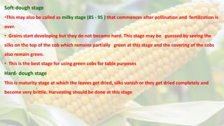 maize crop production | PPTX
