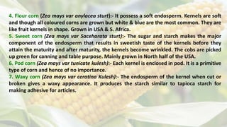 maize crop production | PPTX