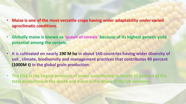 maize crop production | PPTX | Agriculture | Industries