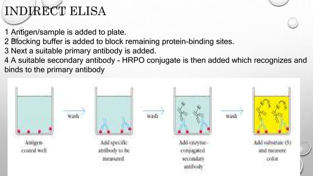 ELISA USED TO DIAGNOS THE DISEASES .pptx