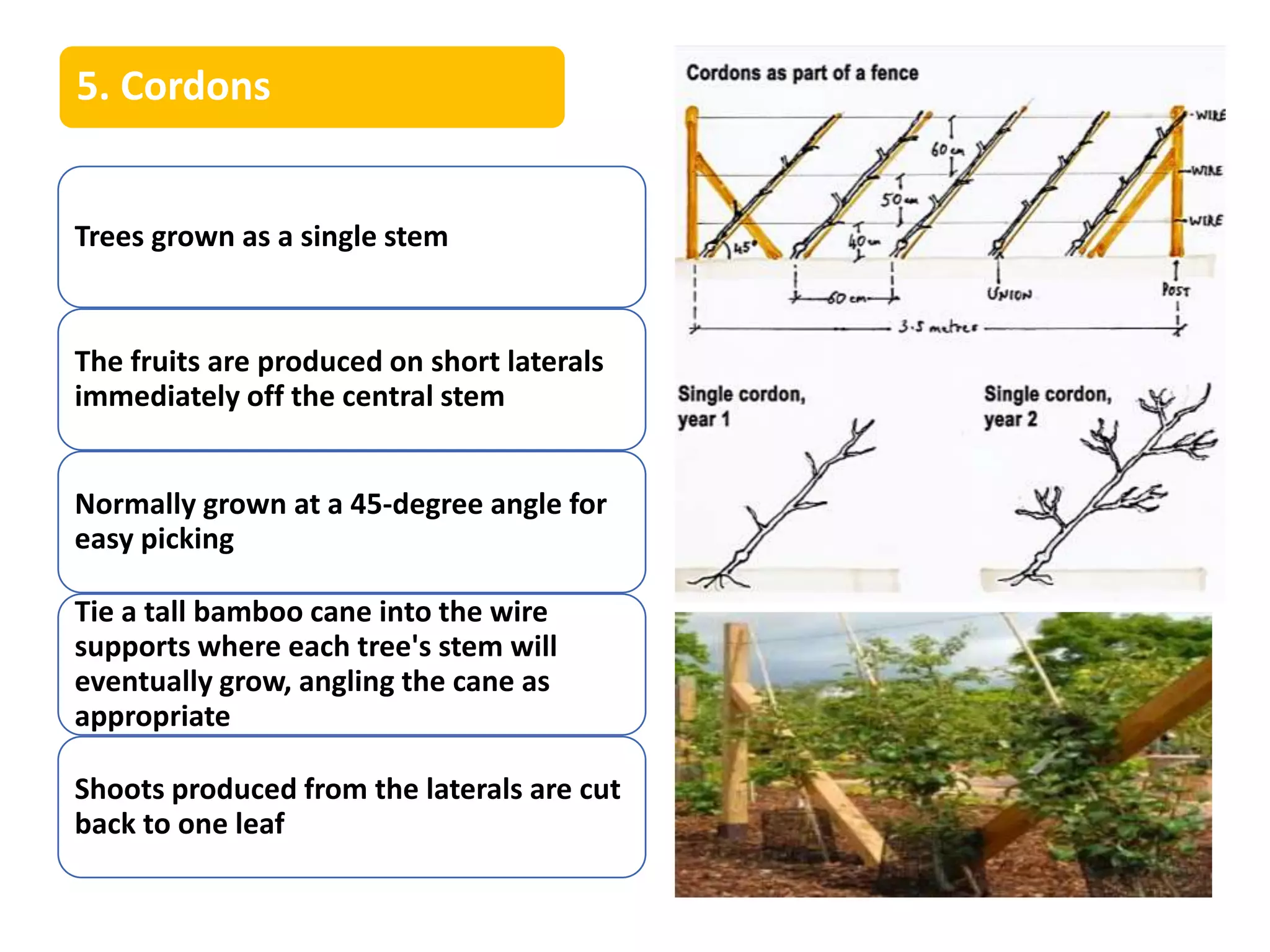 Canopy Management in High Density Orchards of Temperate Region | PPTX