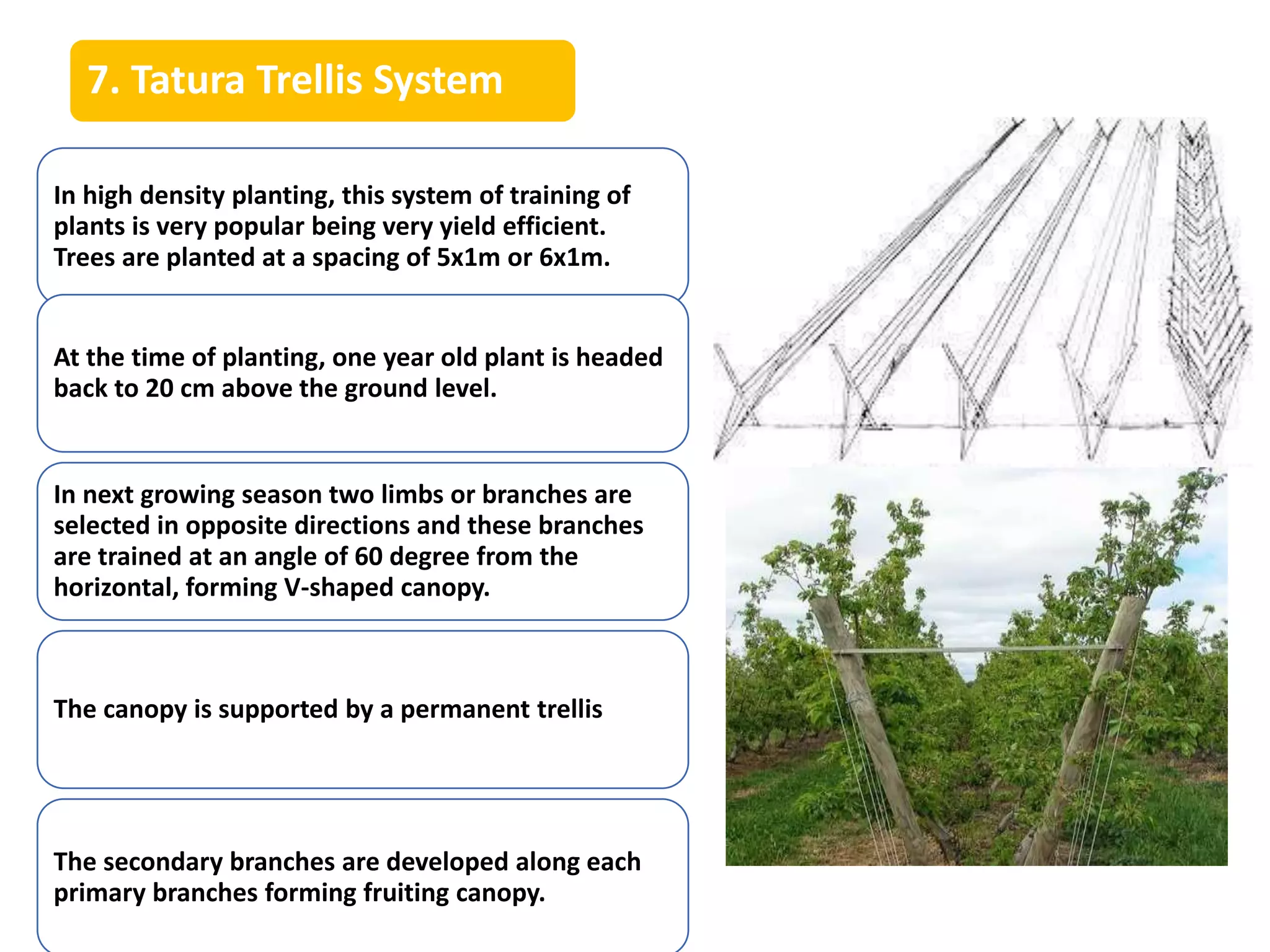 Canopy Management in High Density Orchards of Temperate Region | PPTX