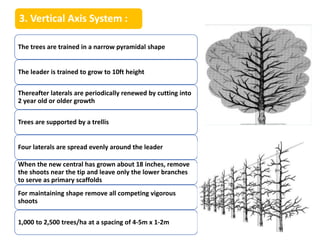 Canopy Management in High Density Orchards of Temperate Region | PPTX