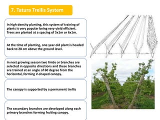 Canopy Management in High Density Orchards of Temperate Region | PPTX