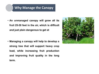 Canopy Management in High Density Orchards of Temperate Region | PPTX