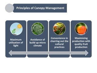 Canopy Management in High Density Orchards of Temperate Region | PPTX