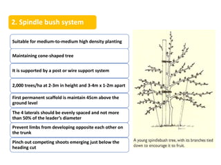 Canopy Management in High Density Orchards of Temperate Region | PPTX