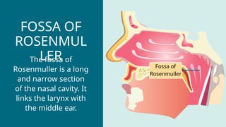 Sinus Symptoms | RAMA CHANNEL | PPT