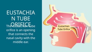 Sinus Symptoms | RAMA CHANNEL | PPT