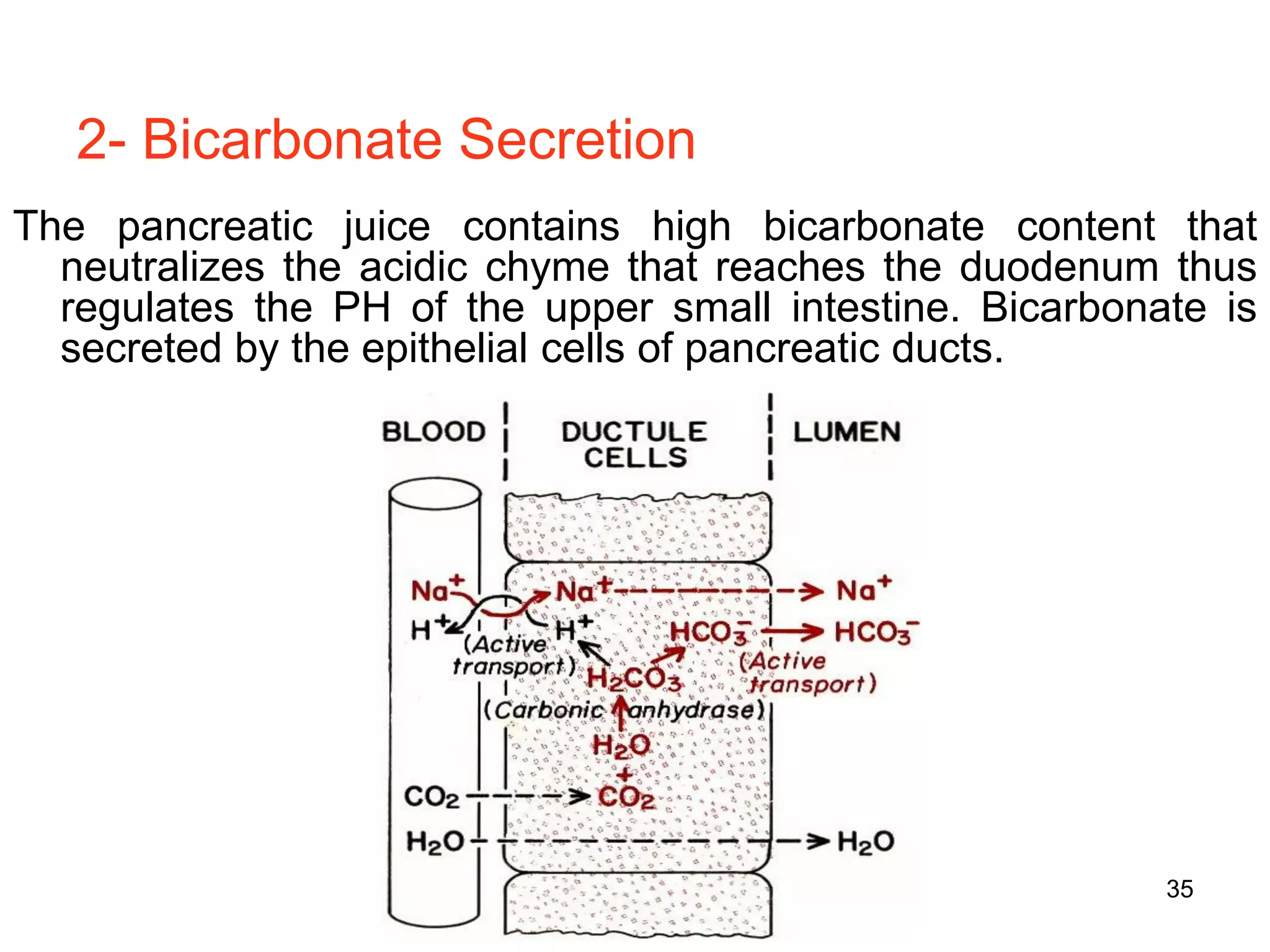 Ramadan- GIT physiology.pdf