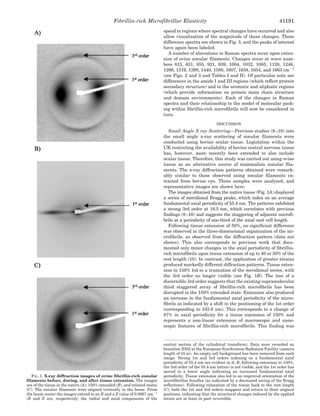 Raman microscopy and x ray diffraction a combined study of fibrillin ...