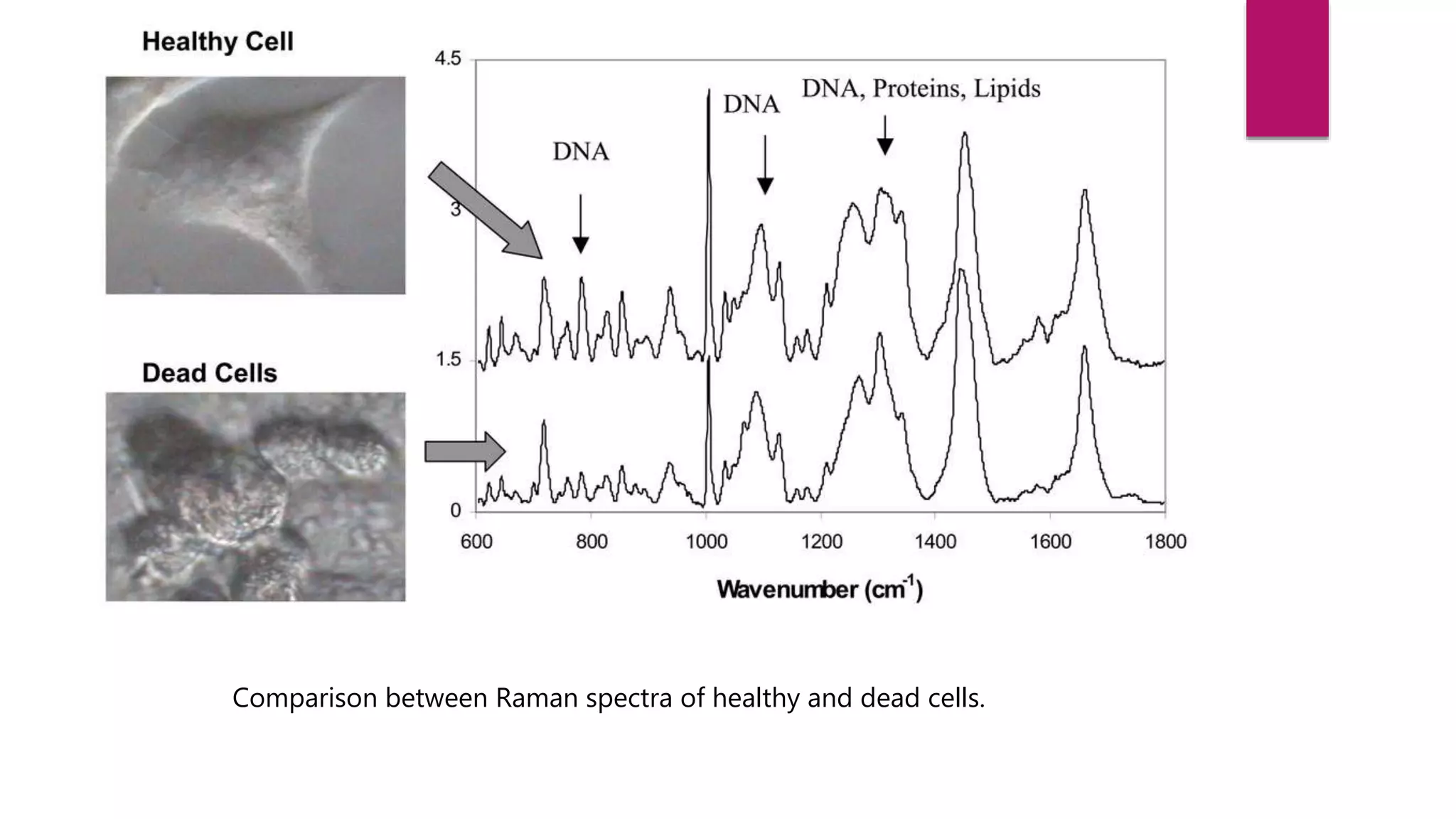 Raman spectroscopy cell based biosensors | PPTX