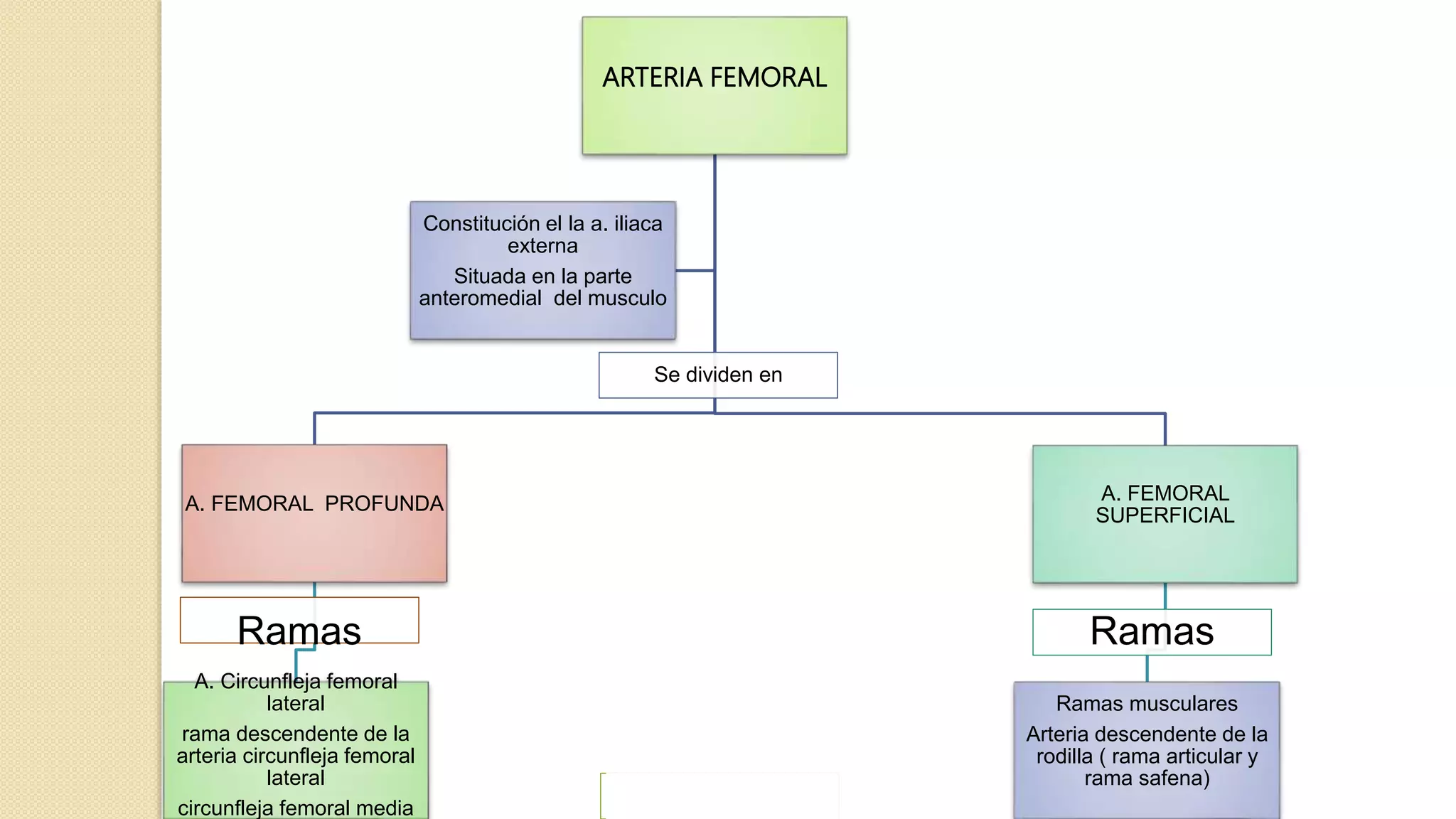 RAMAS AORTA ABDOMINAL | PPTX