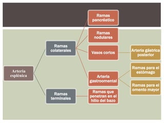 Ramas de la aorta | PPTX