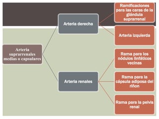 Ramas de la aorta | PPTX