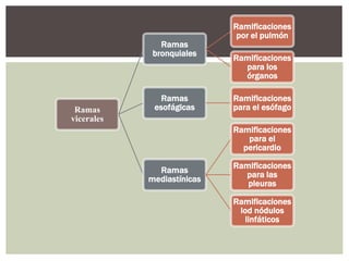 Ramas de la aorta | PPTX