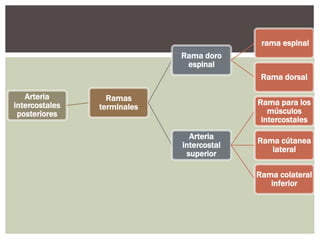 Ramas de la aorta | PPTX