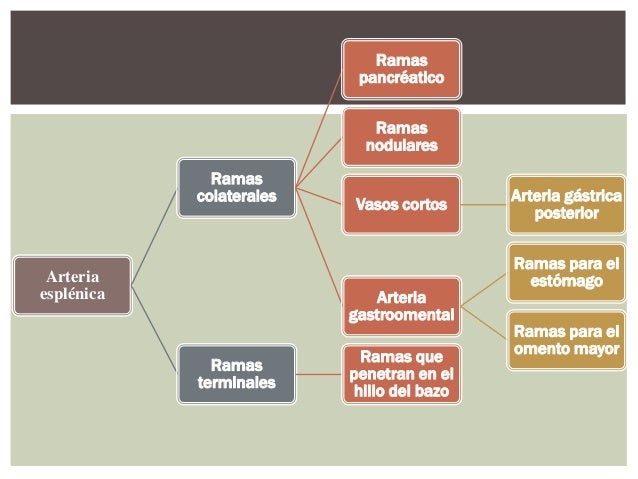 Ramas de la aorta