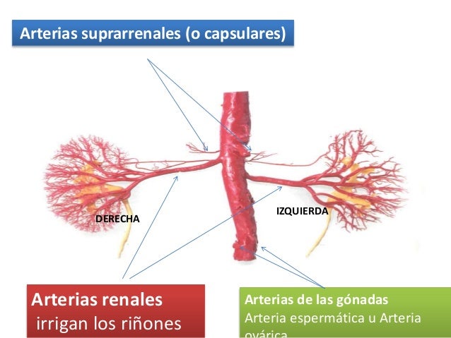 Ramas de la aorta