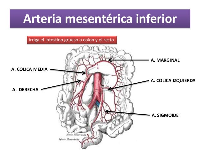 Ramas de la aorta