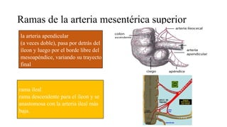 Ramas de la aorta abdominal anatomía basada en libros | PDF