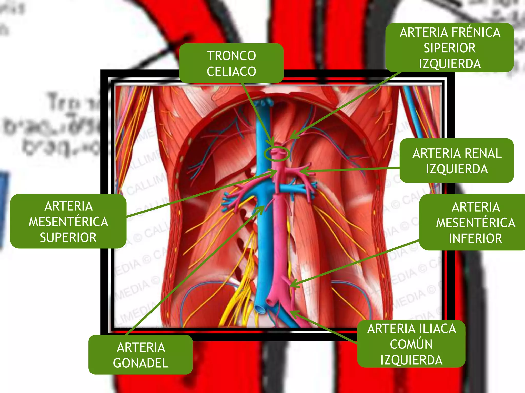 Ramas de la arteria aorta | PPTX