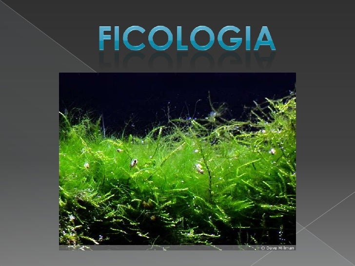 Ramas de la biologia