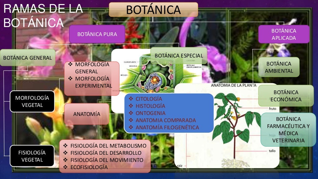 Ramas de la Botánica