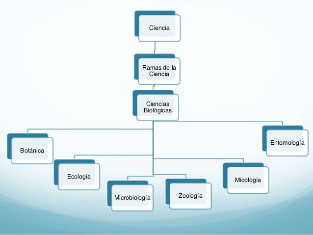 Ramas De La Ciencia - slingo