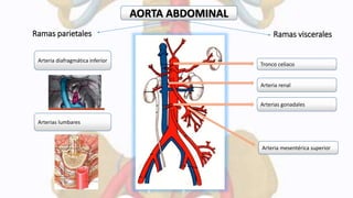 Ramas terminales de la aorta abdominal | PPT