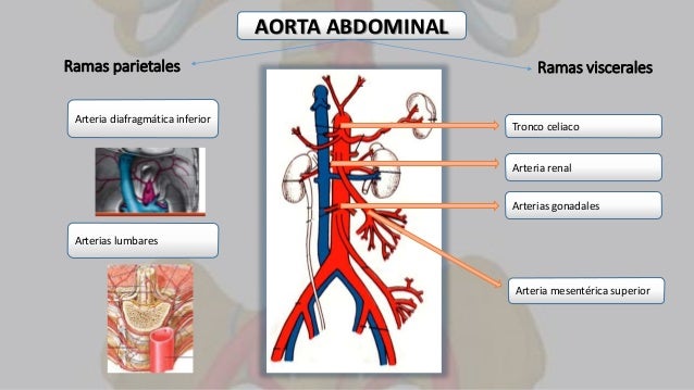 Ramas terminales de la aorta abdominal